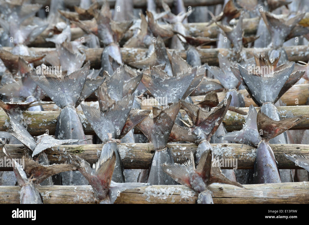 Cod drying on wooden racks, village of A (A i Lofoten), Lofoten, Norway ...