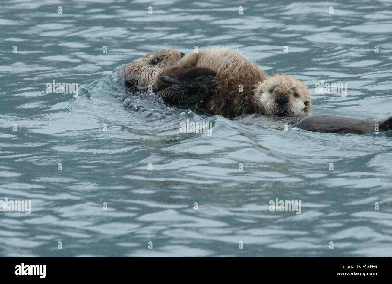 Seaotter hi-res stock photography and images - Alamy