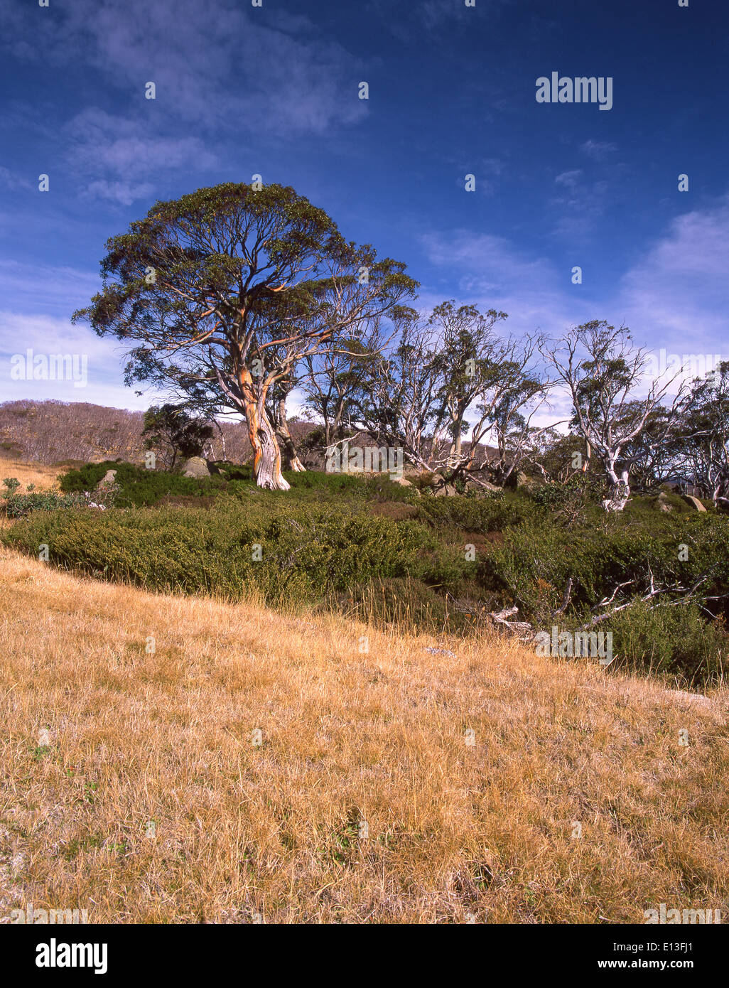Australia: Snow gums, Snowy Mountains, NSW Stock Photo - Alamy