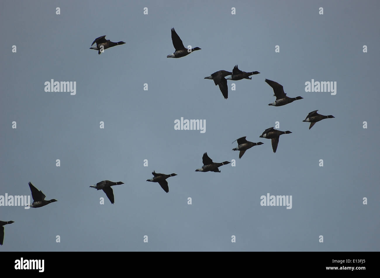 Brant geese migrate through Izembek National Wildlife Refuge, stopping ...