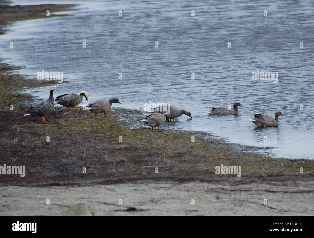Emperor geese are pictured at Izembek National Wildlife Refuge, a vital ...