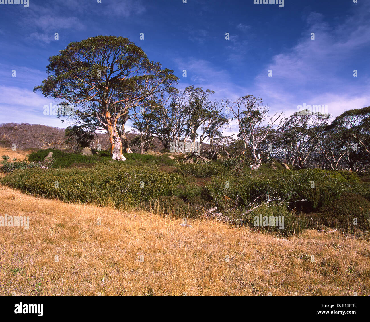 Australia: Snow gums, Snowy Mountains, NSW Stock Photo - Alamy