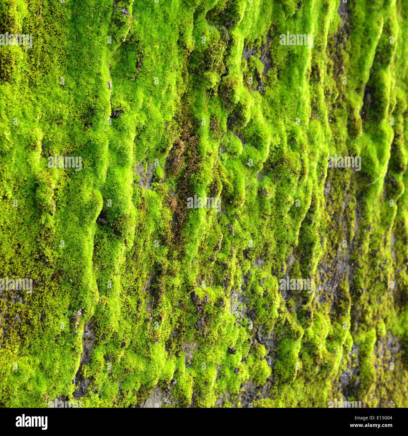 Green moss on wall texture hi-res stock photography and images - Alamy