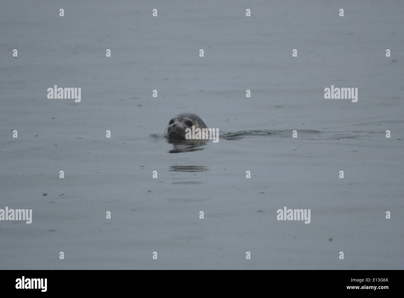 A harbor seal spotted in the lagoon of Izembek National Wildlife Refuge ...