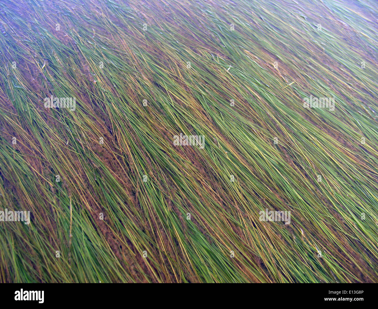 Intertidal lagoon hi-res stock photography and images - Alamy