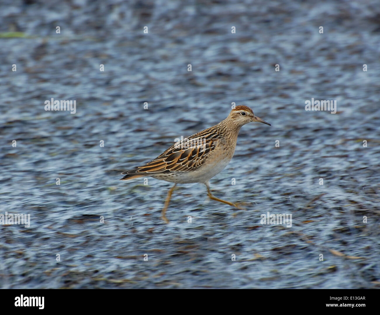 A juvenile sharp-tailed sandpiper was observed at Izembek National ...