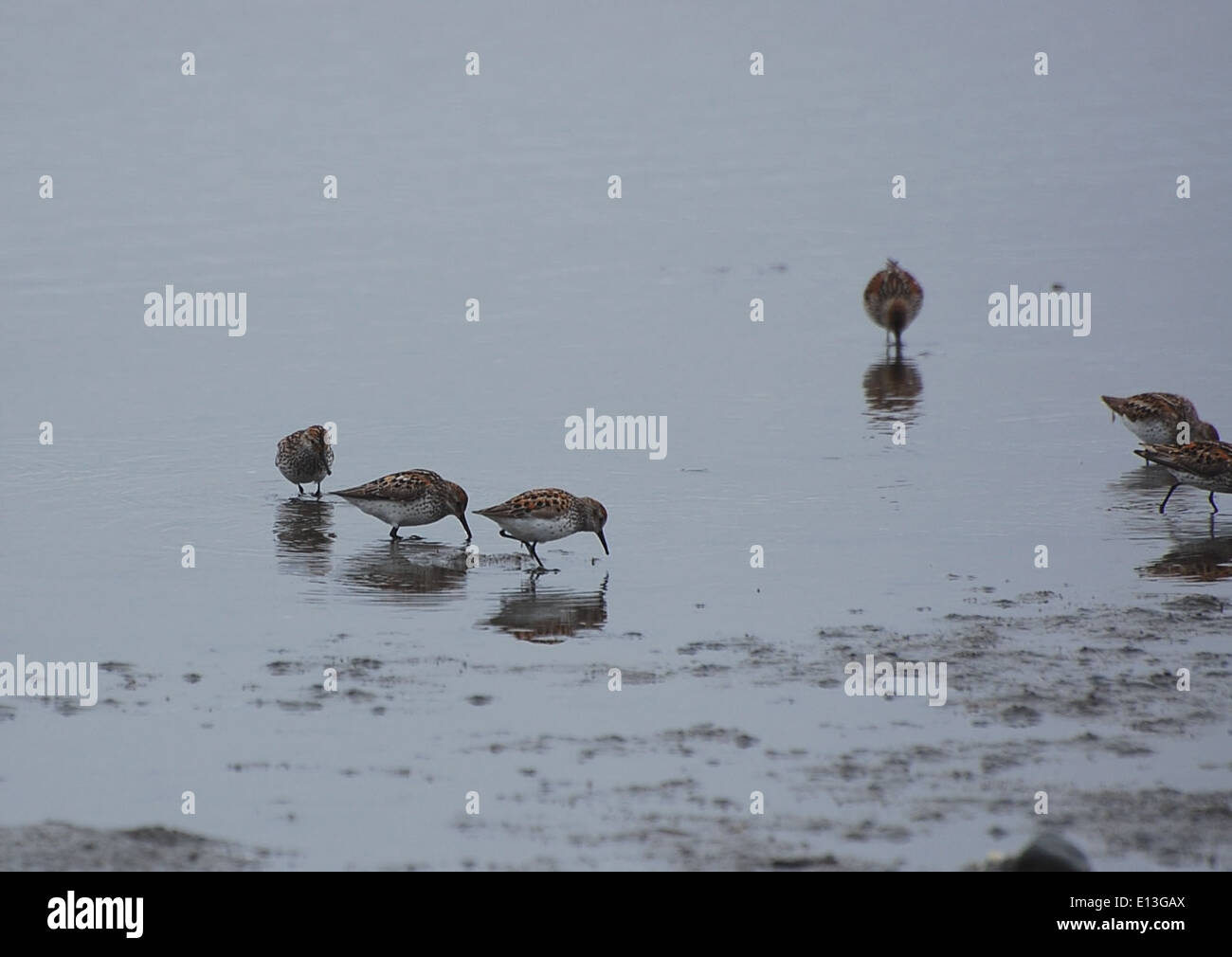 The sandpipers hi-res stock photography and images - Alamy