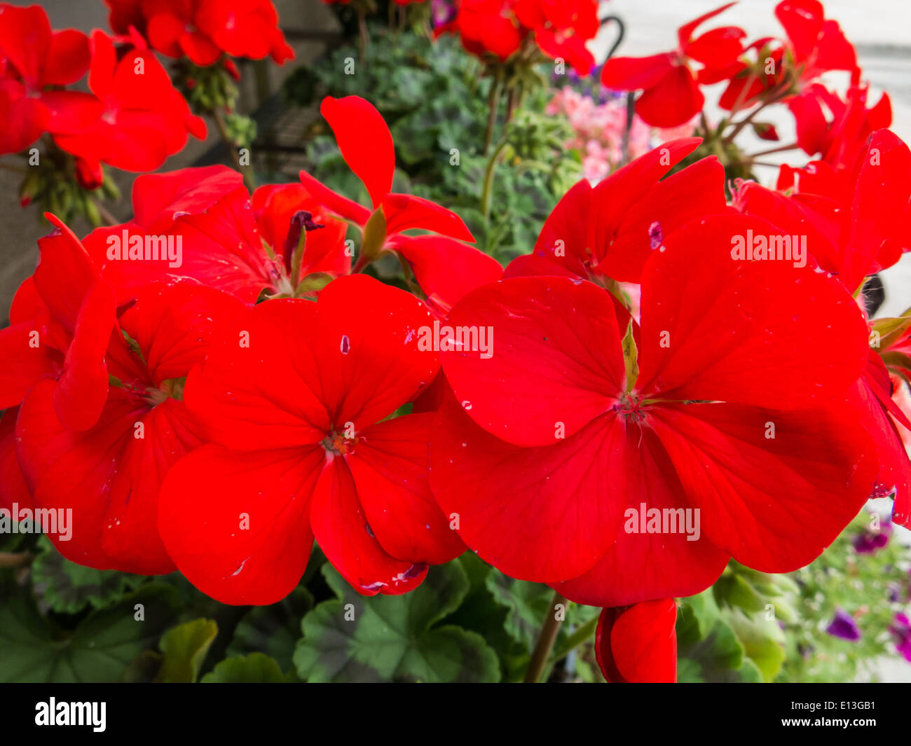 Overblown flowers hi-res stock photography and images - Alamy