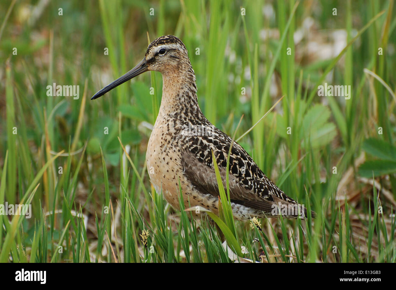 Short billed hi-res stock photography and images - Alamy