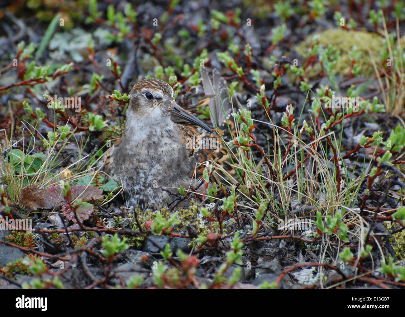 Sandpiper nest hi-res stock photography and images - Alamy
