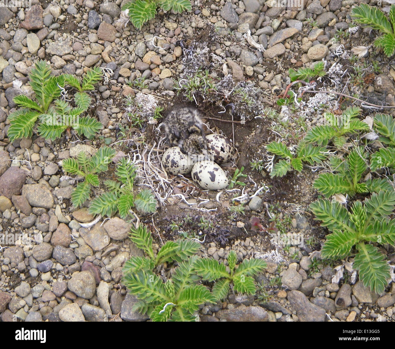 Semipalmated plover nest hi-res stock photography and images - Alamy