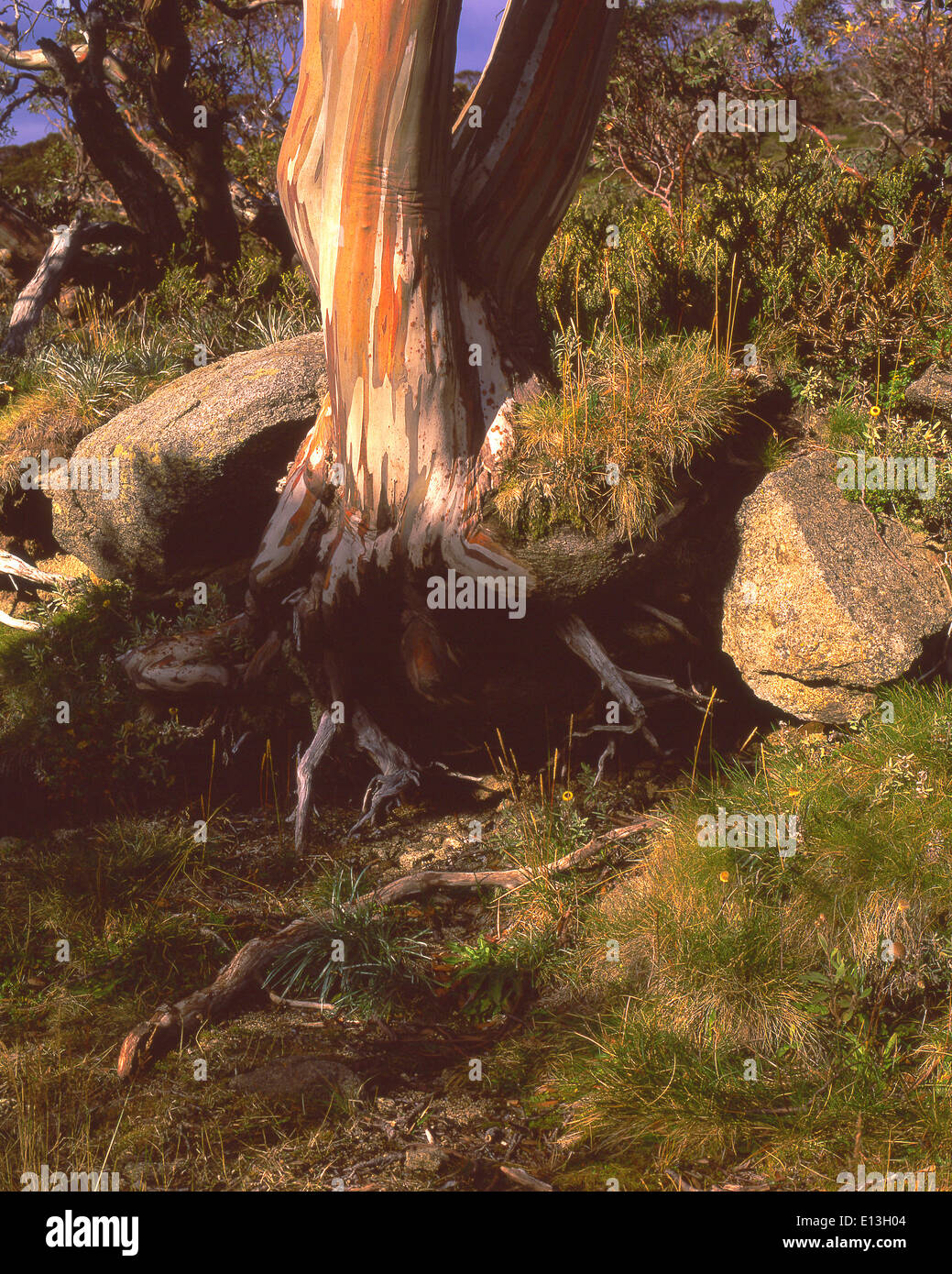Australia: Snow gum trunk, Snowy Mountains, NSW Stock Photo - Alamy
