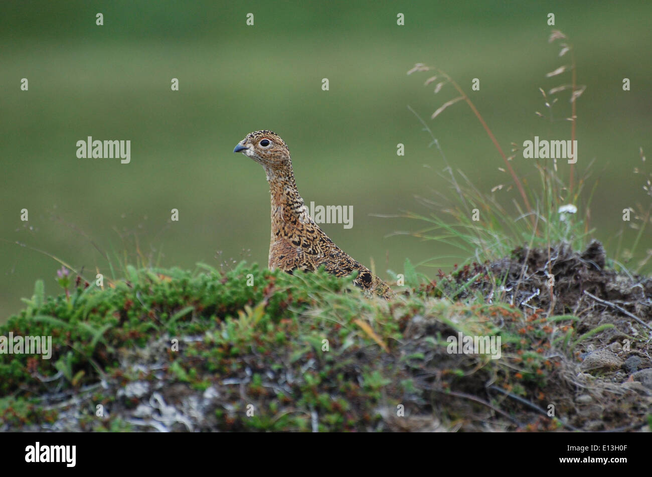 A female Willow ptarmigan at Izembek National Wildlife Refuge ...