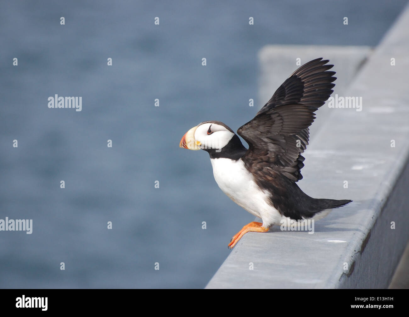 Puffin refuge hi-res stock photography and images - Alamy