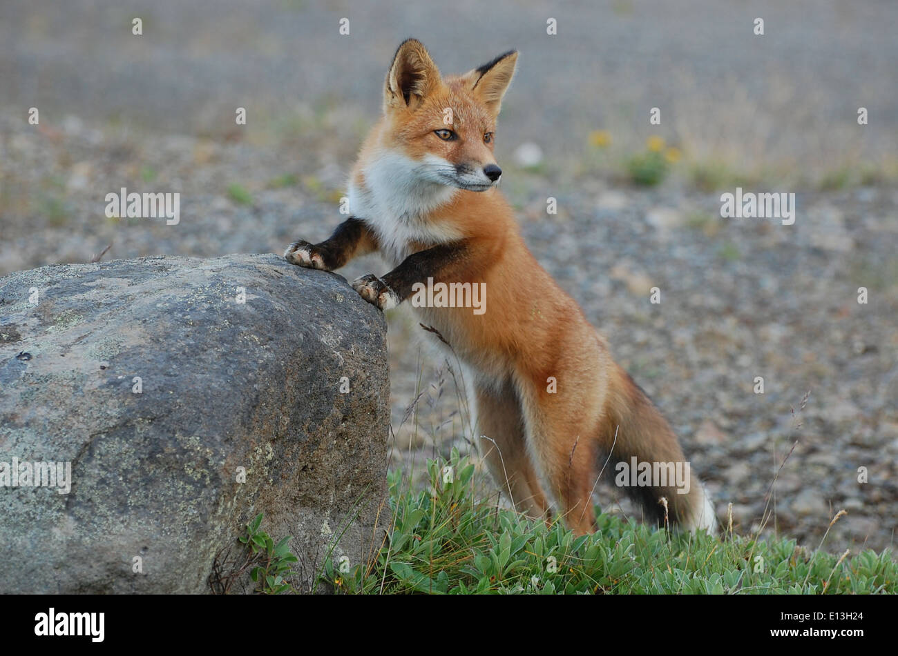 A Red Fox kit, spotted in the Izembek National Wildlife Refuge, is part ...