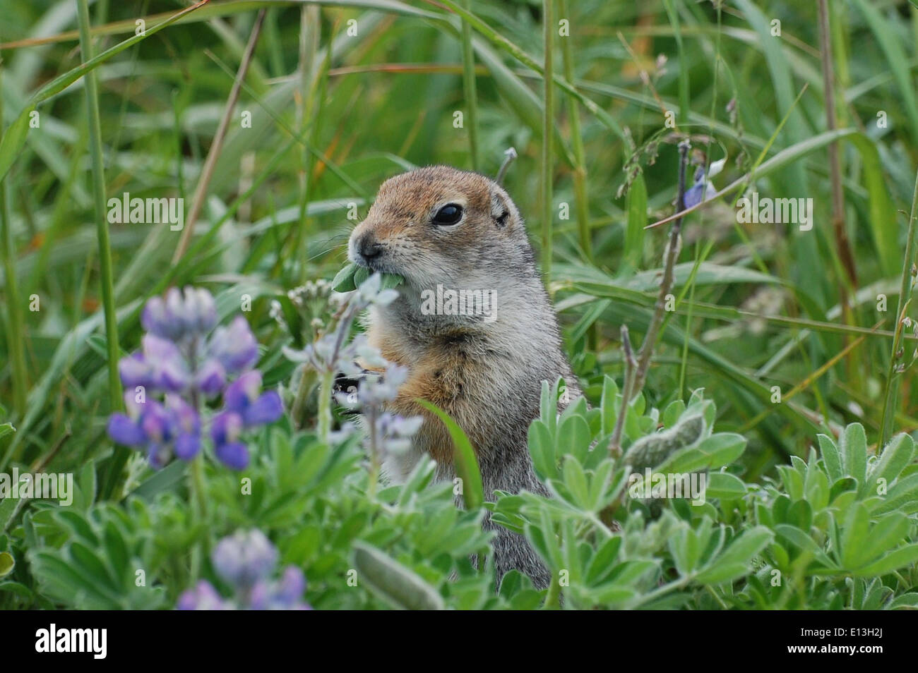 Arctic Ground Squirrel Stock Photo - Alamy