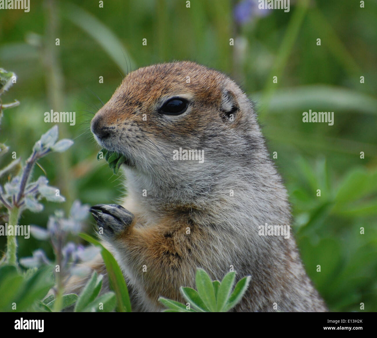 Arctic Ground Squirrel Stock Photo - Alamy
