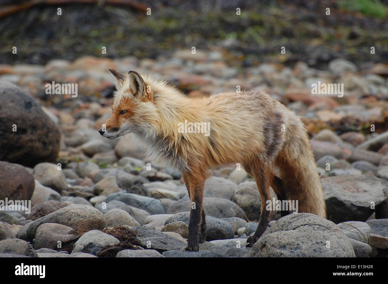 The Red Fox is commonly found in the Izembek National Wildlife Refuge ...