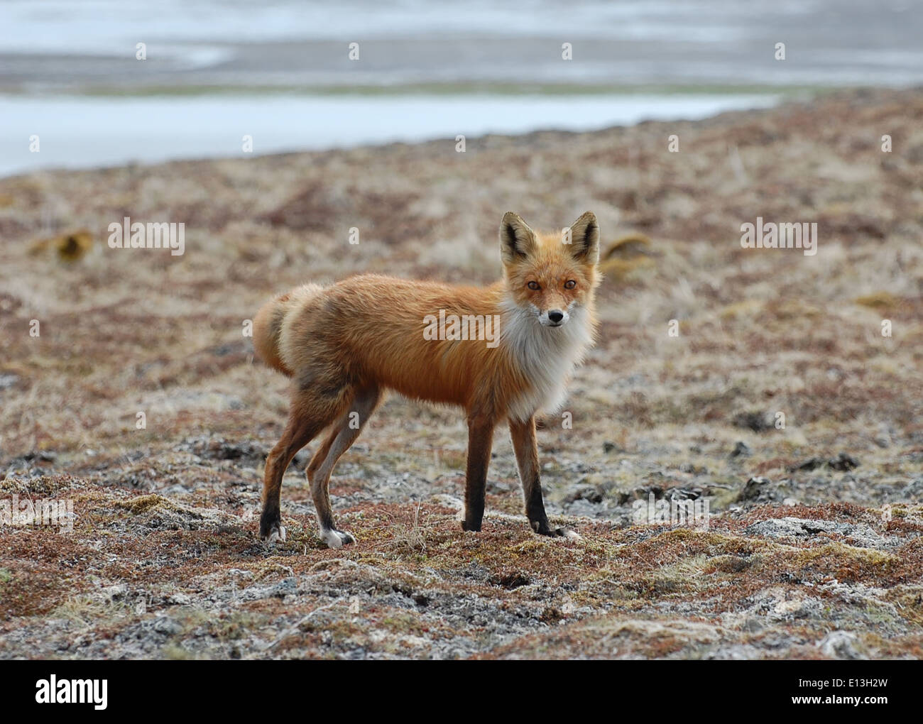 The Red Fox is a common mammal in the Izembek National Wildlife Refuge ...