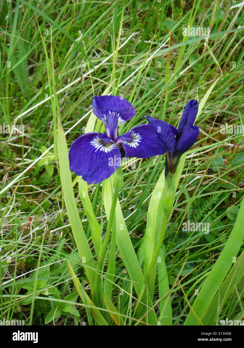 Floweringplants hi-res stock photography and images - Alamy