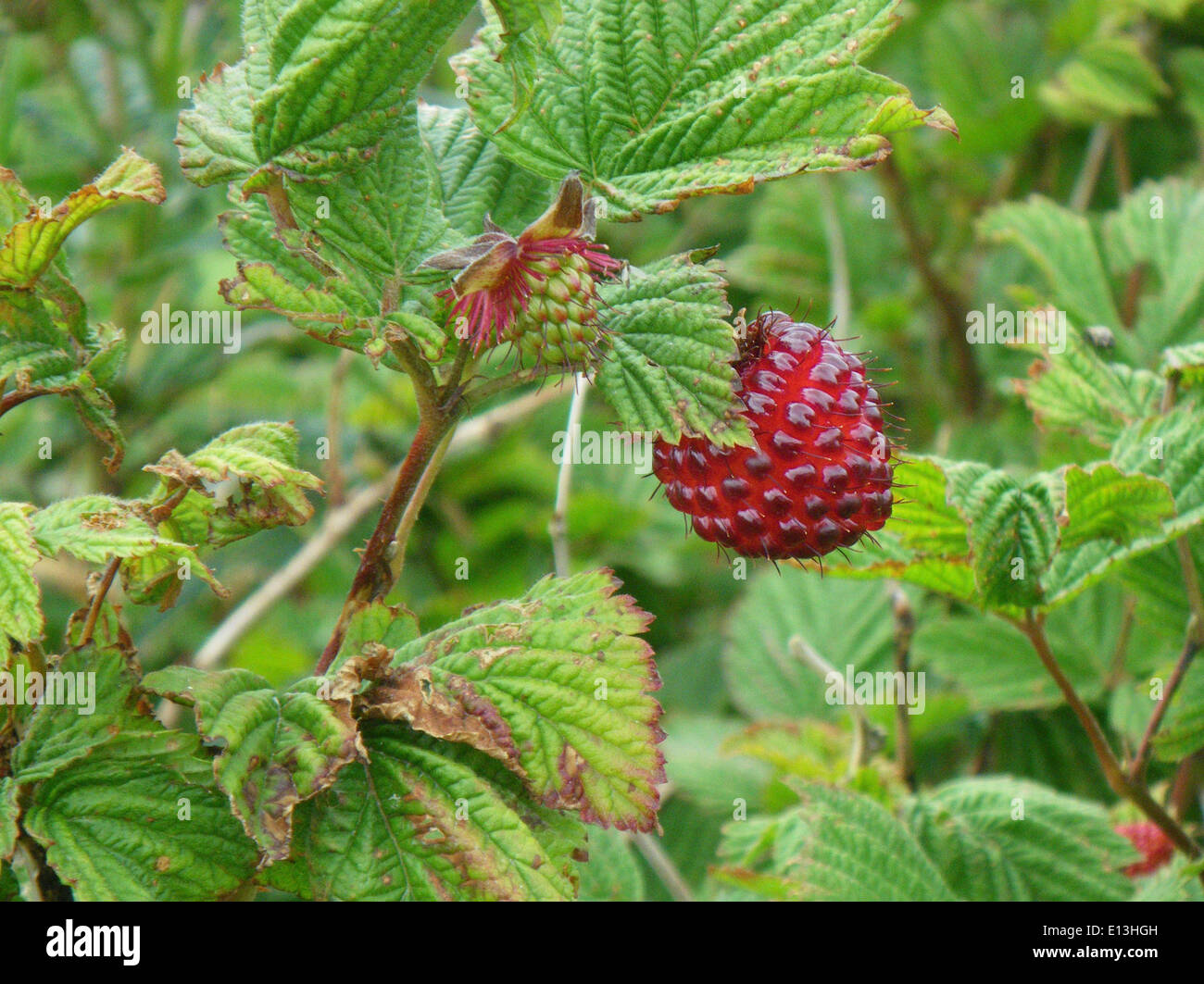 Salmonberries High Resolution Stock Photography and Images - Alamy