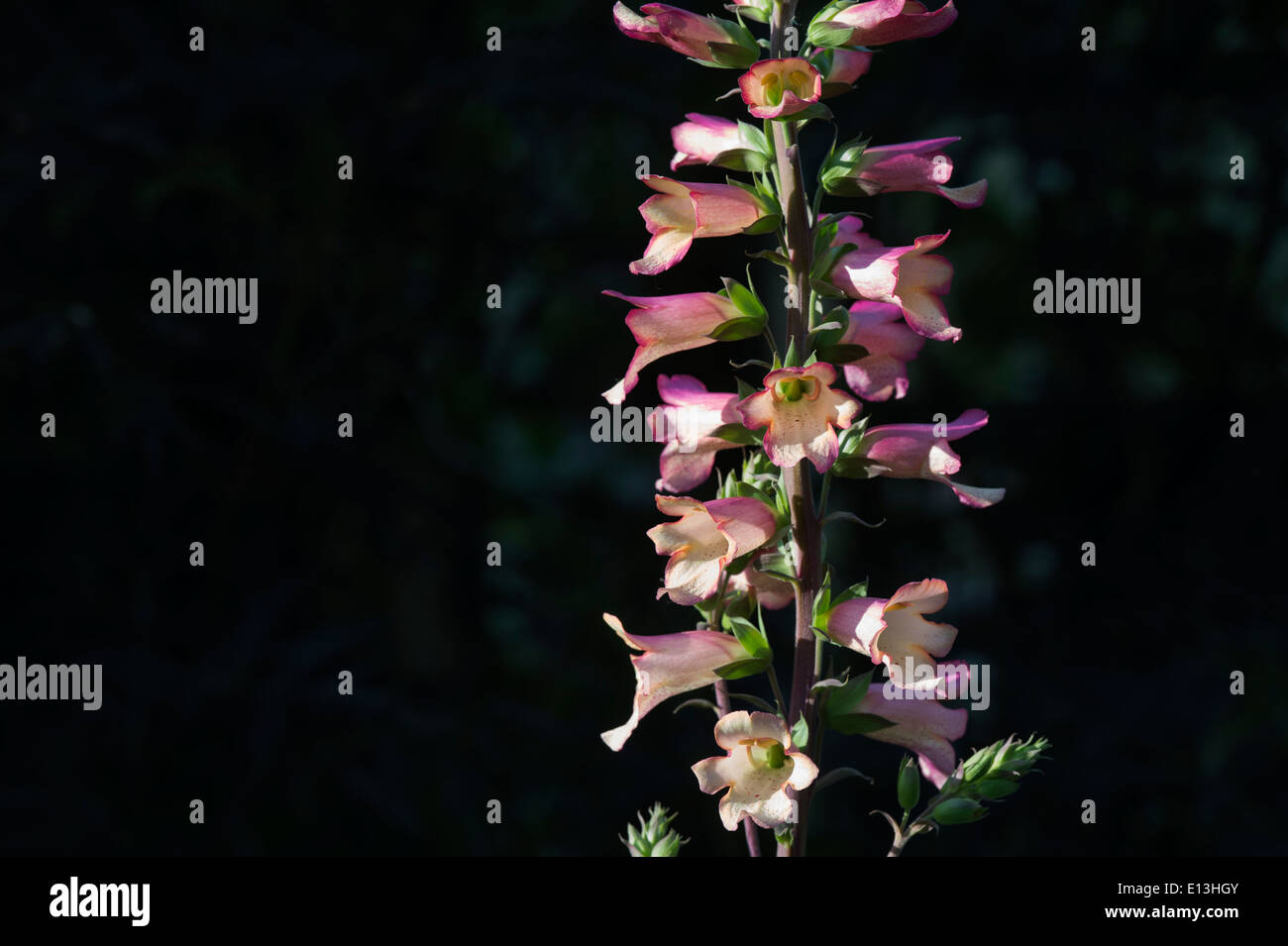 Digitalis Illumination Pink. Hybrid Foxglove Stock Photo - Alamy