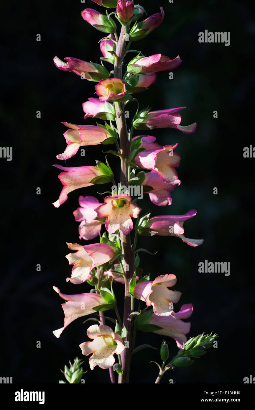Digitalis valinii pink illumination hi-res stock photography and images ...