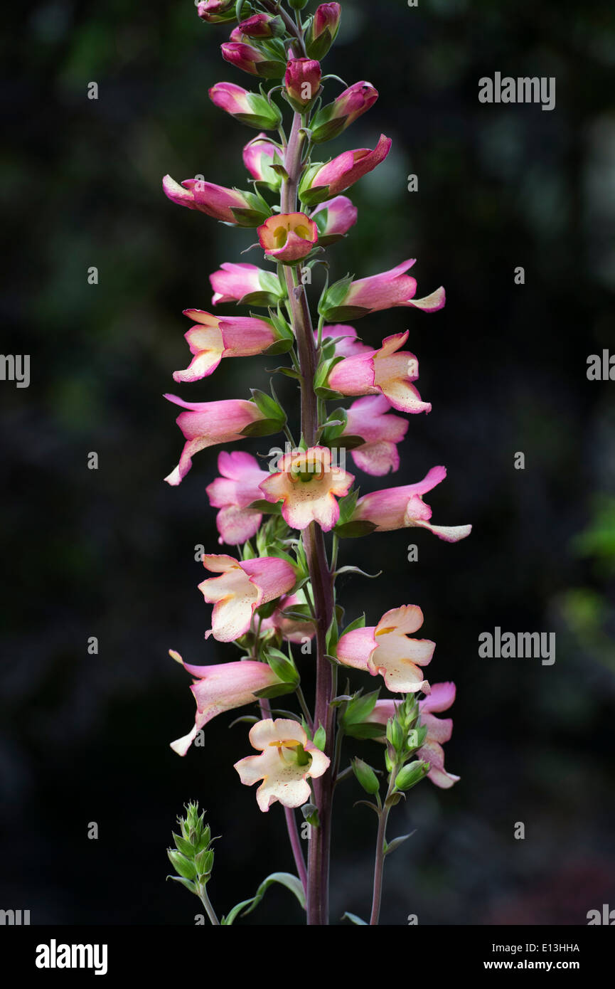 Hybrid foxglove plants hi-res stock photography and images - Alamy