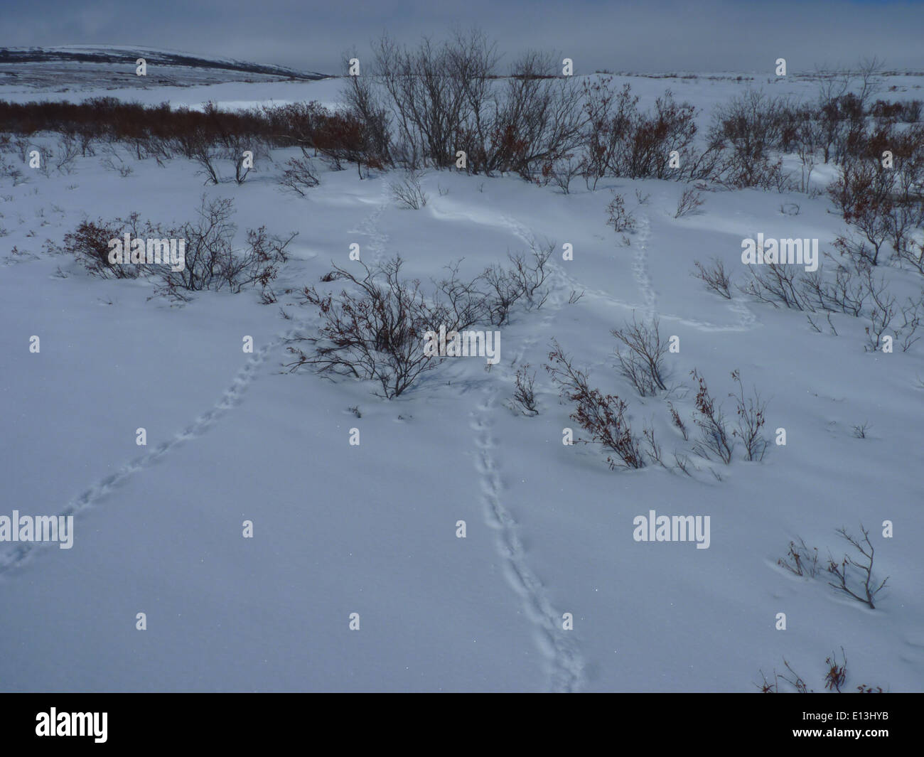 Weasel tracks are visible in the Yukon Delta National Wildlife Refuge ...