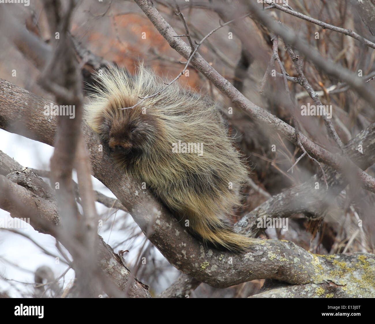 Yukon delta wildlife refuge hi-res stock photography and images - Alamy