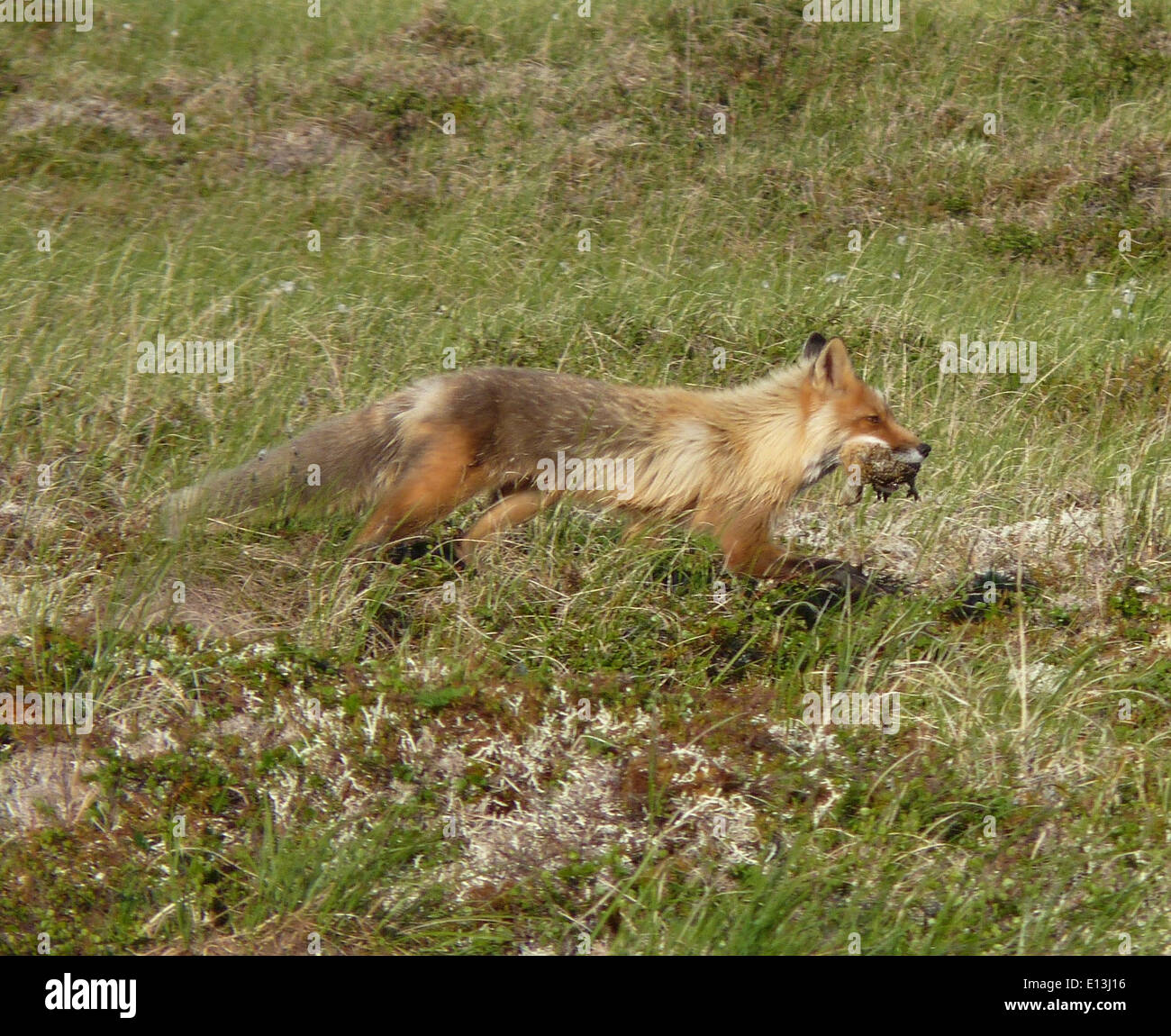 A red fox is seen with a ptarmigan in its mouth in the Yukon Delta ...