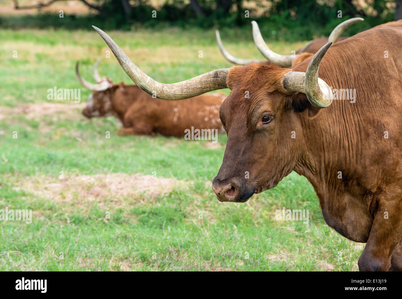 Texas longhorn cattle on green pasture Stock Photo - Alamy