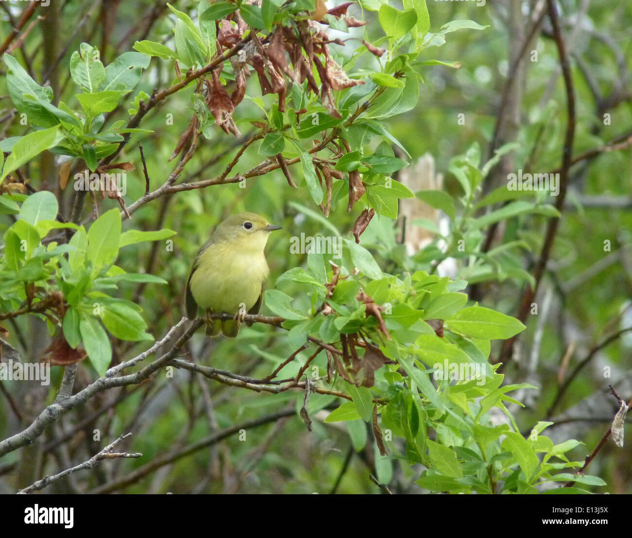 Yellow Warbler female Stock Photo - Alamy