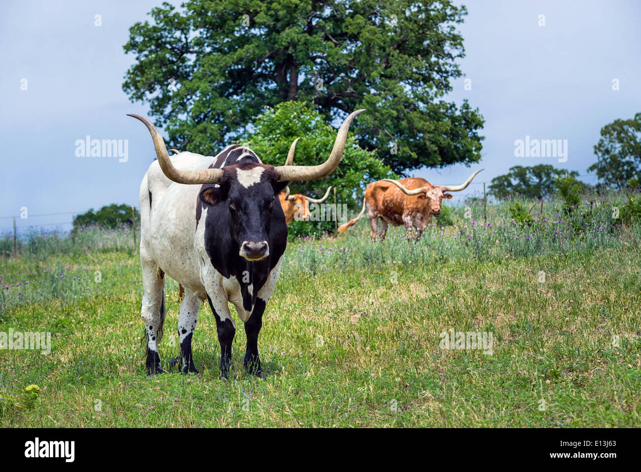 Cattle tree texas hi-res stock photography and images - Alamy