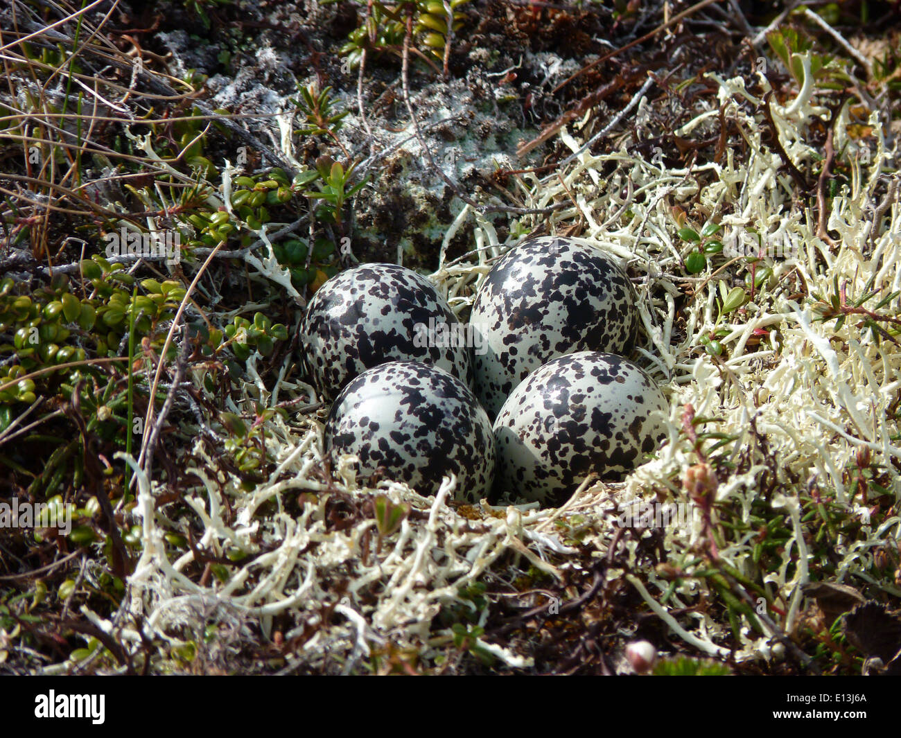 The Pacific Golden-Plover nest is located within the Andreafsky ...