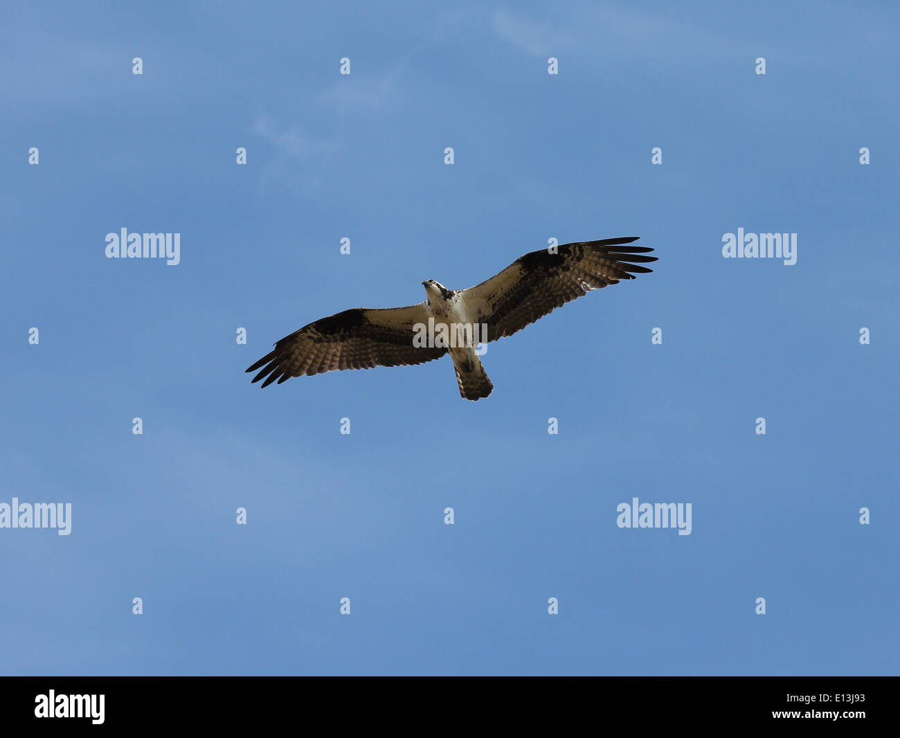Osprey fishing in water hi-res stock photography and images - Alamy