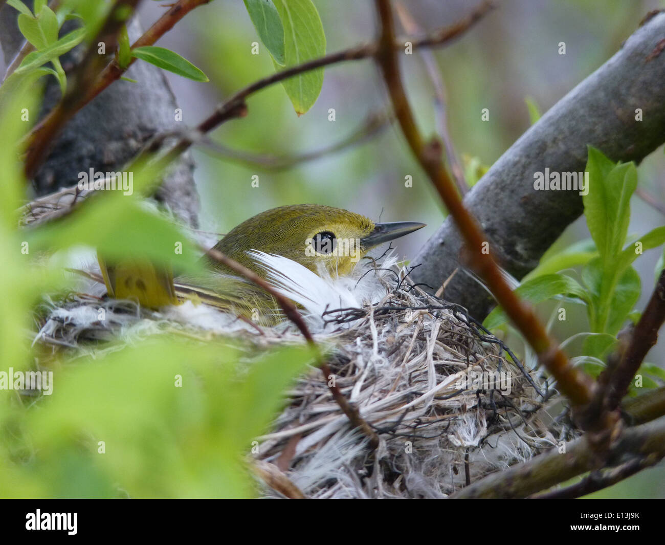 Yellow warbler on nest Stock Photo - Alamy
