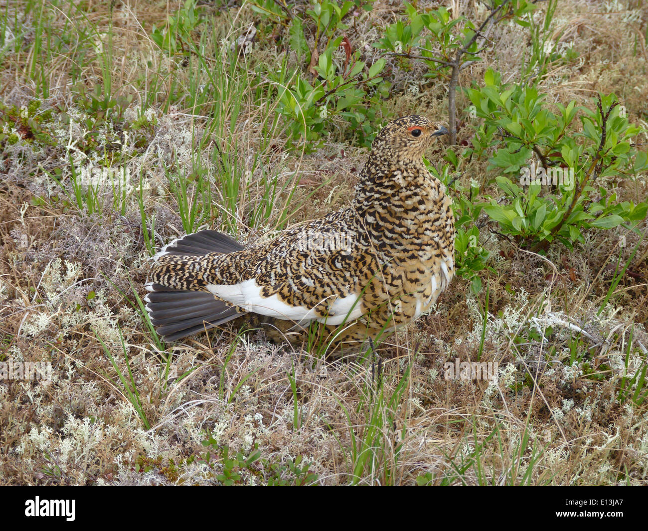 Wildscenery hi-res stock photography and images - Alamy