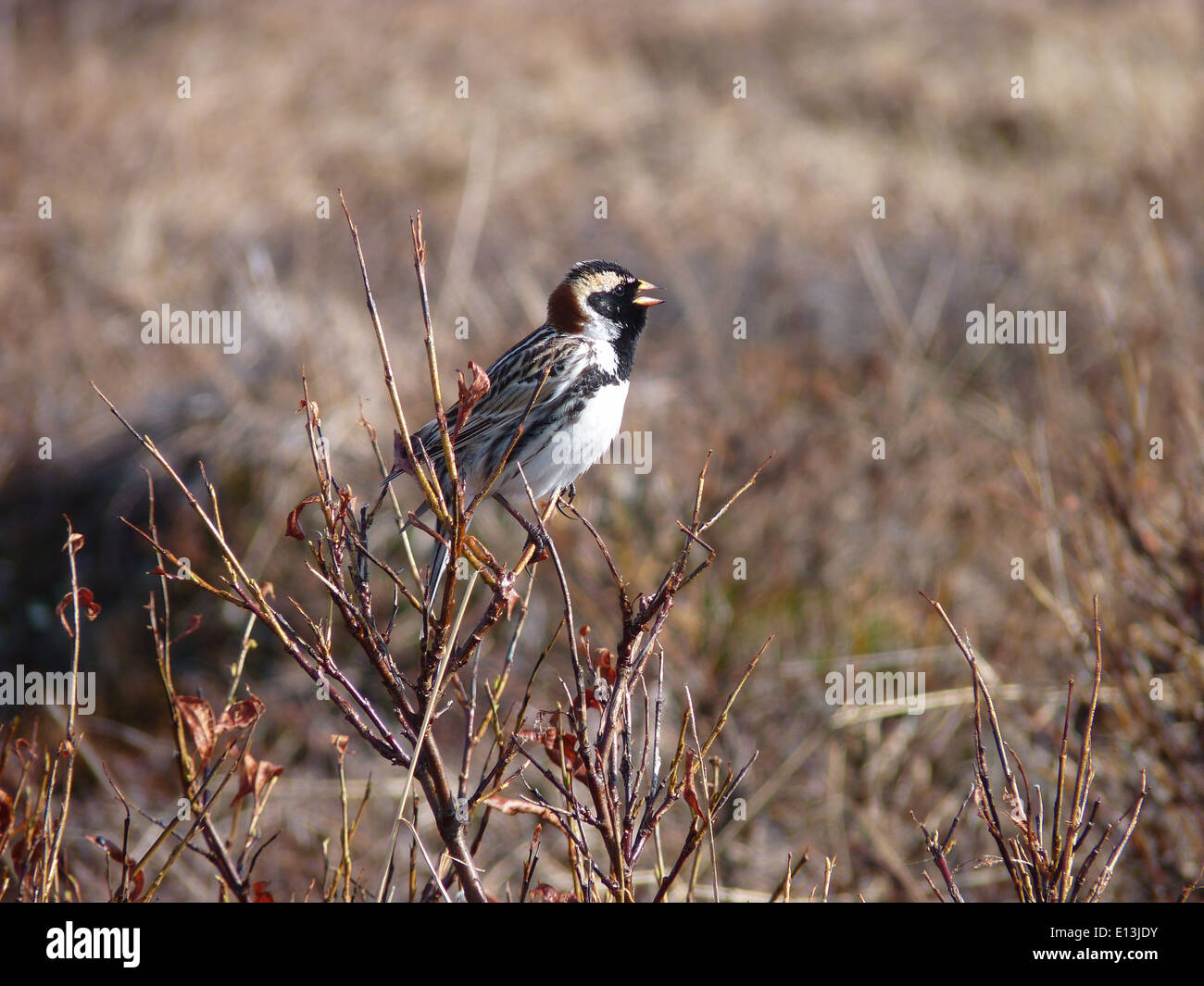 A male Lapland longspur in the Andreafsky Wilderness of Alaska, part of ...