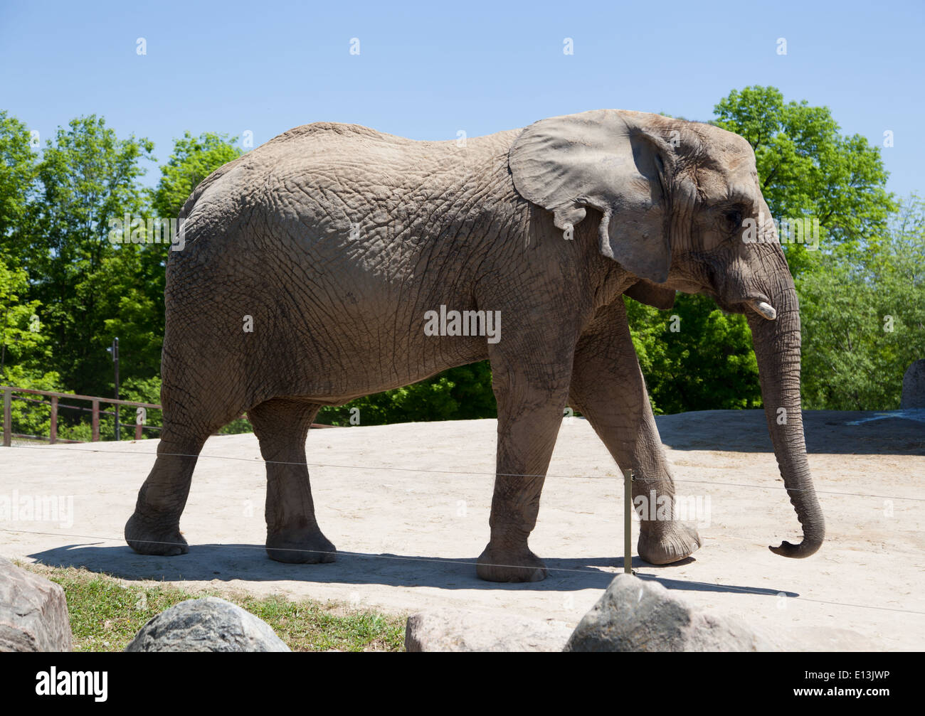 Elephant in the forest hi-res stock photography and images - Alamy