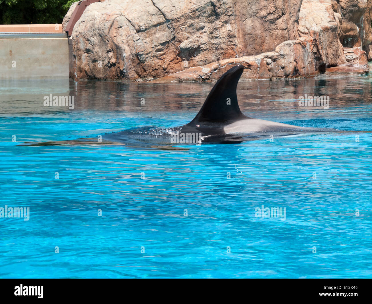 Killer whale (Orcinus orca) in an aquarium Stock Photo - Alamy