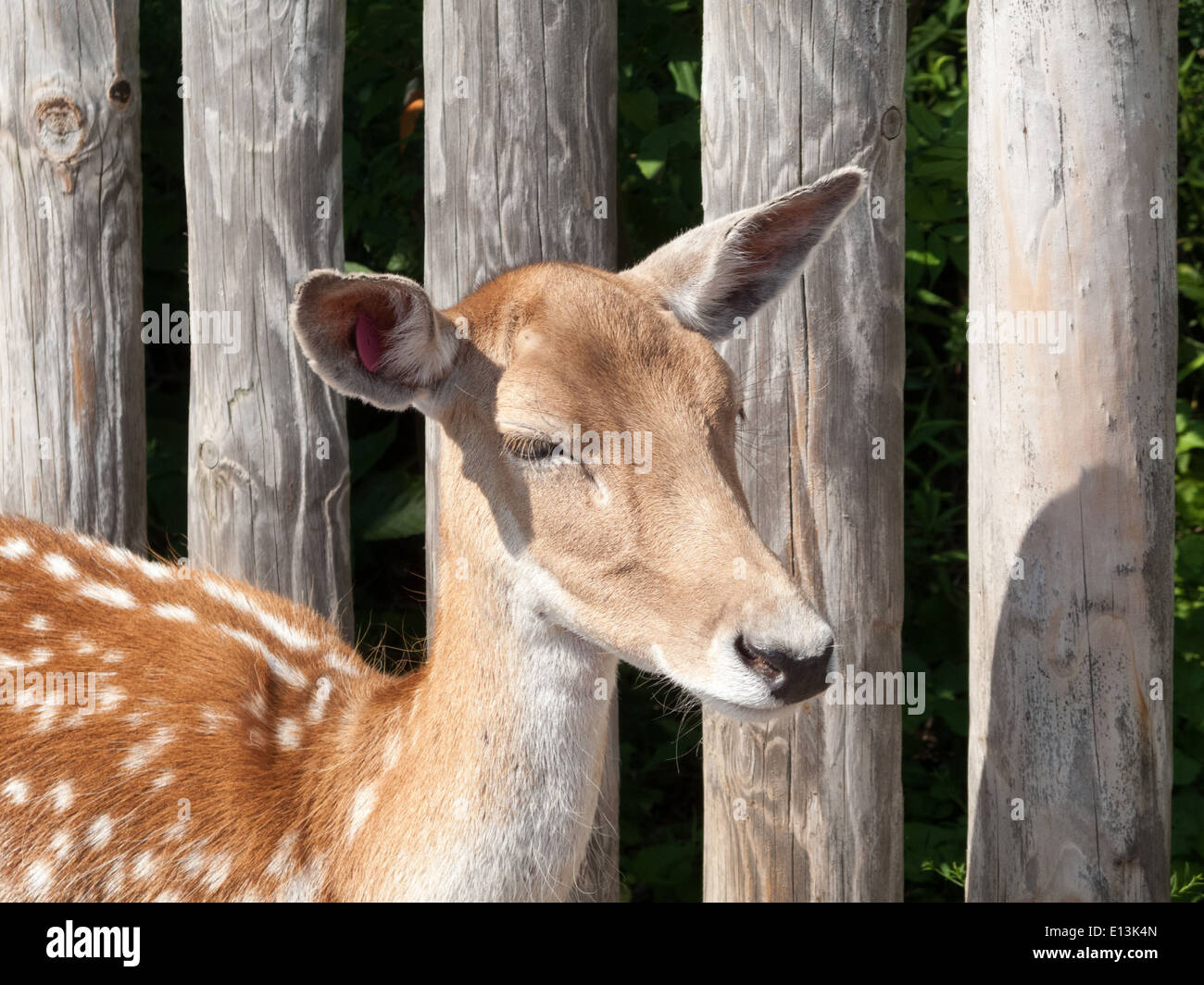 Close-up of a deer Stock Photo - Alamy