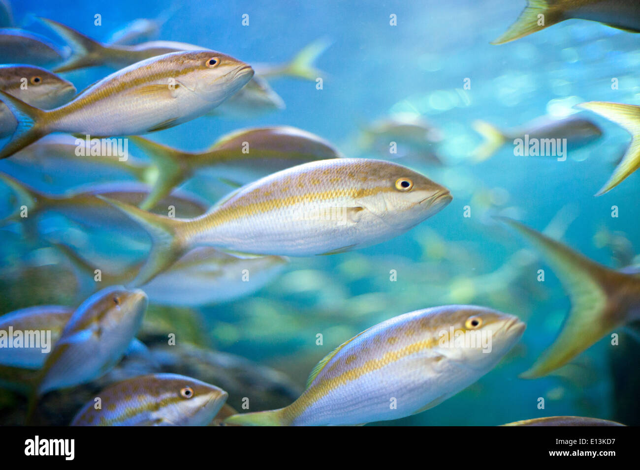 Fish in an aquarium Stock Photo - Alamy