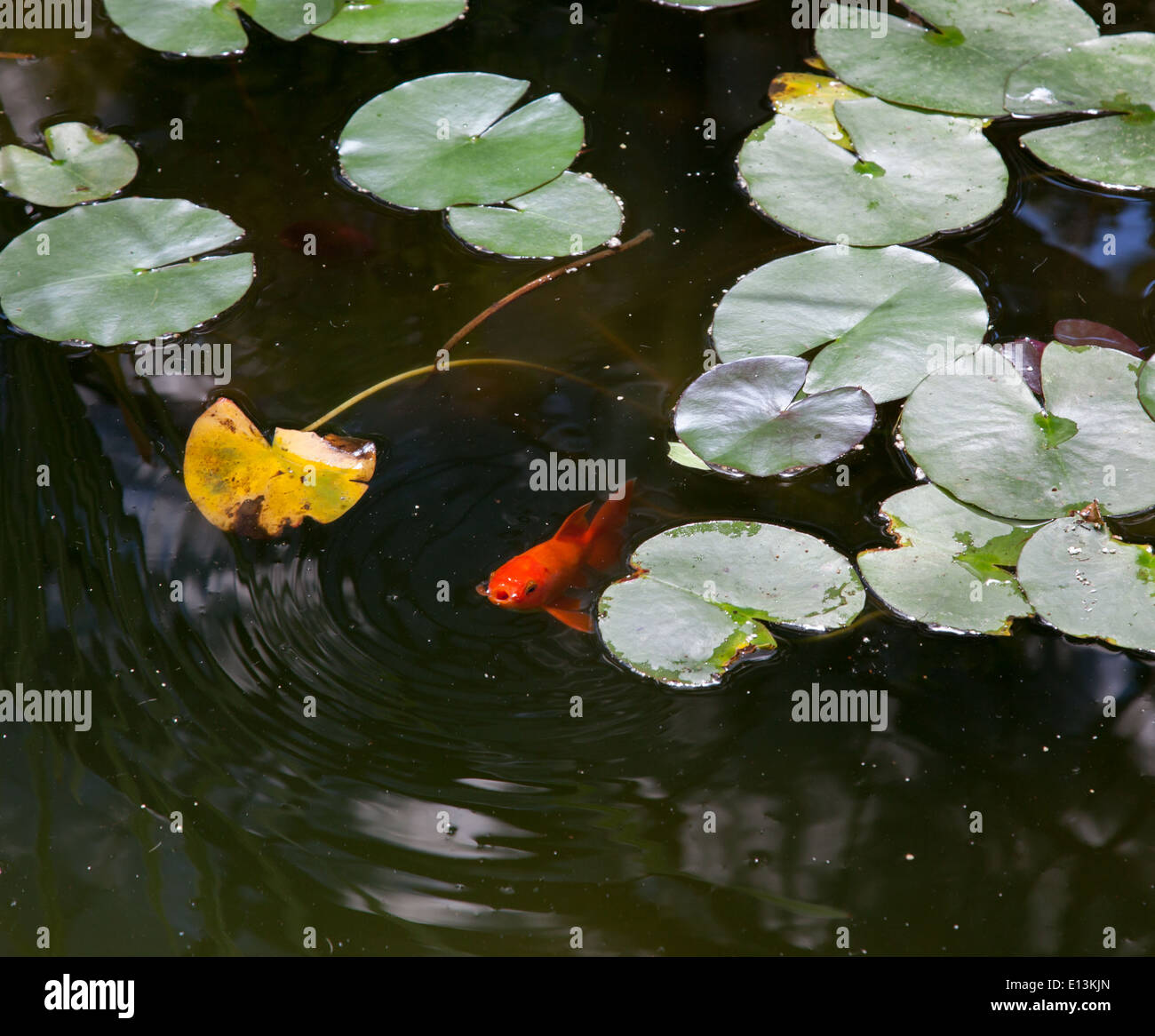 Goldfishcolor image hi-res stock photography and images - Alamy