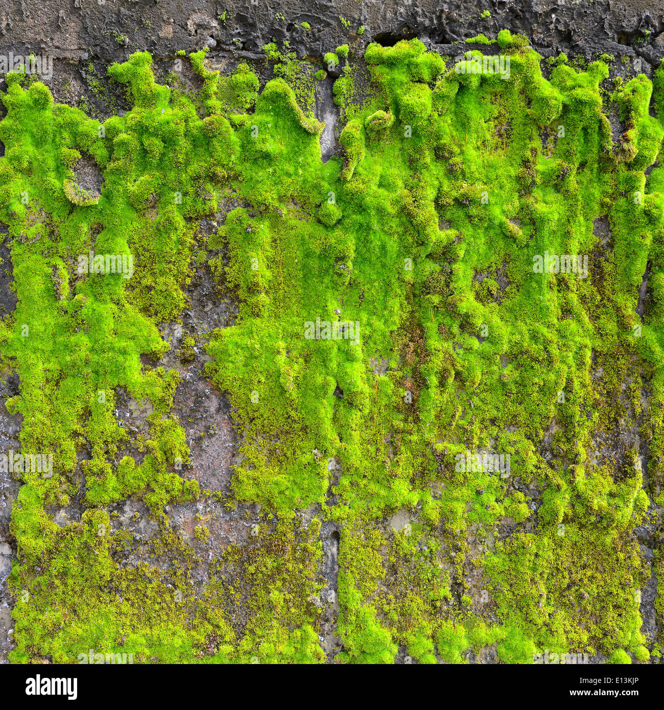 Moss texture hi-res stock photography and images - Alamy