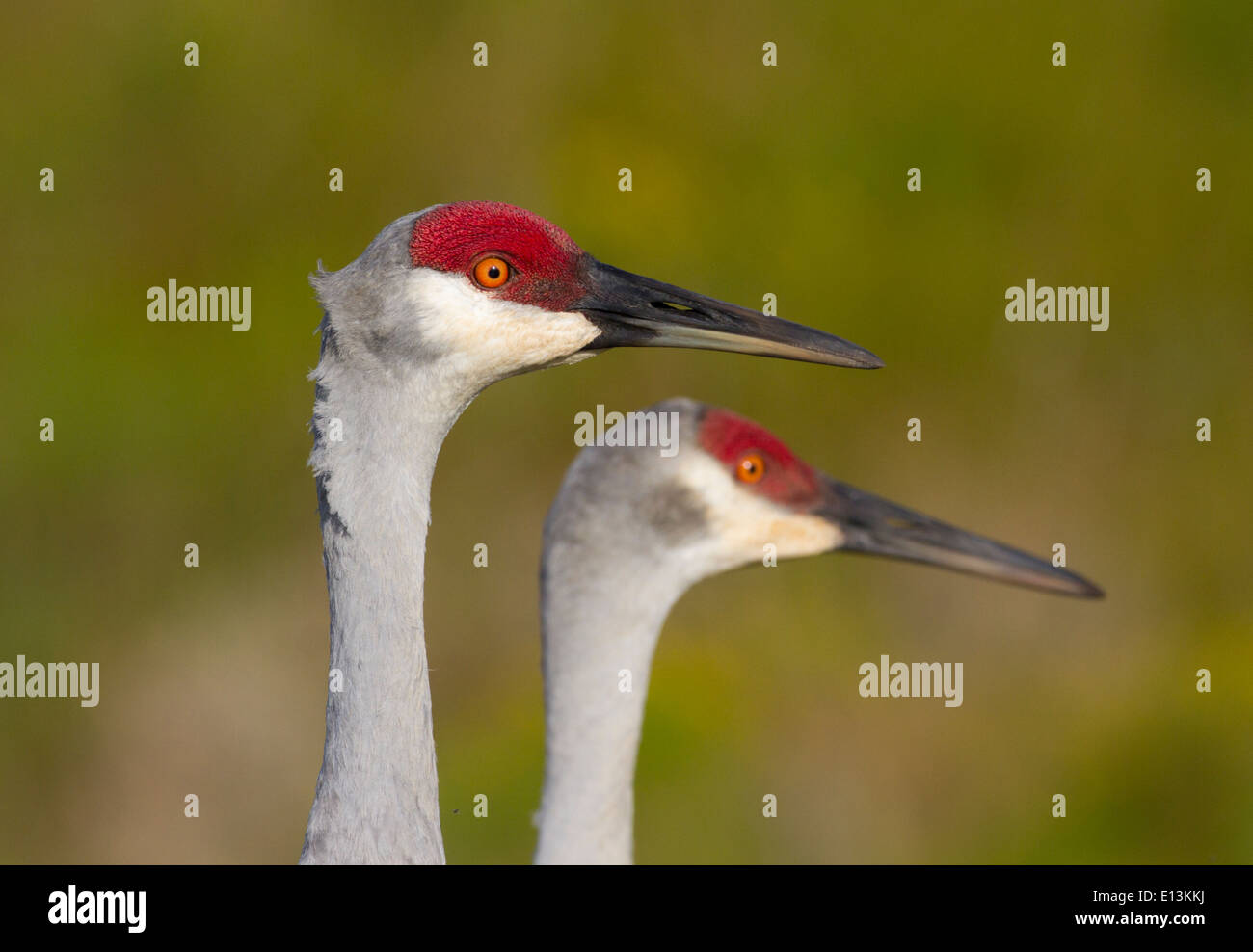 Sandhill crane pair hi-res stock photography and images - Alamy