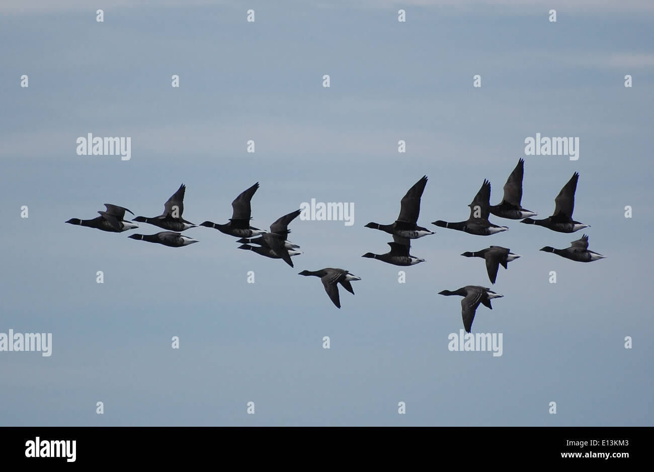 Brant geese are a key species at Izembek National Wildlife Refuge in ...