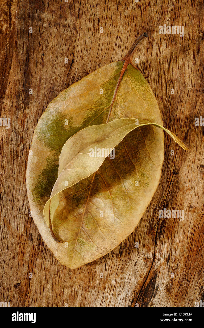 Bay leaves background hi-res stock photography and images - Alamy