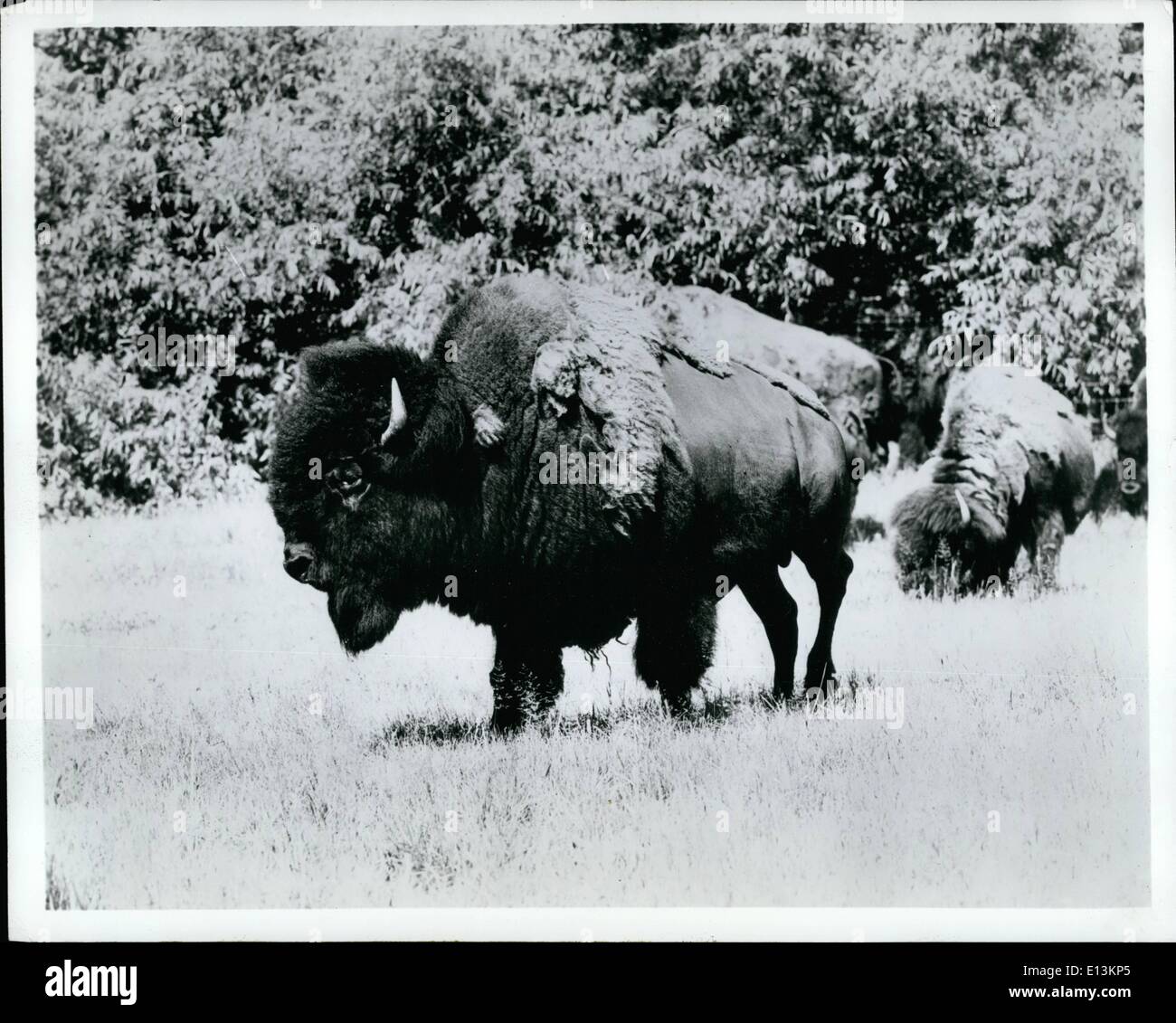 Home where the buffalo roam hi-res stock photography and images - Alamy