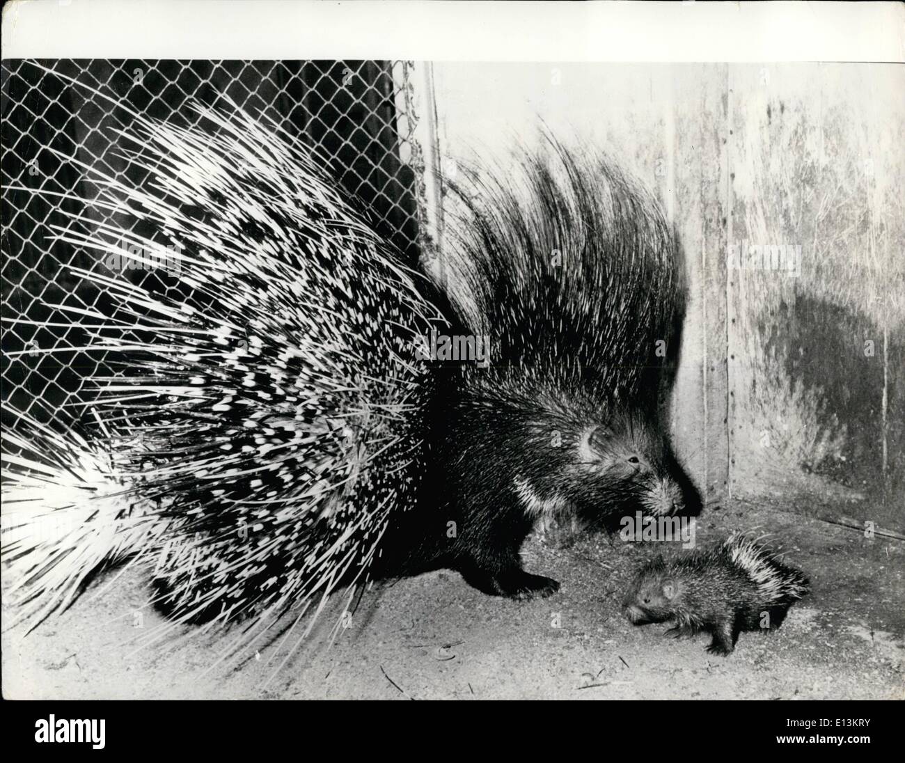 Angry porcupine High Resolution Stock Photography and Images - Alamy